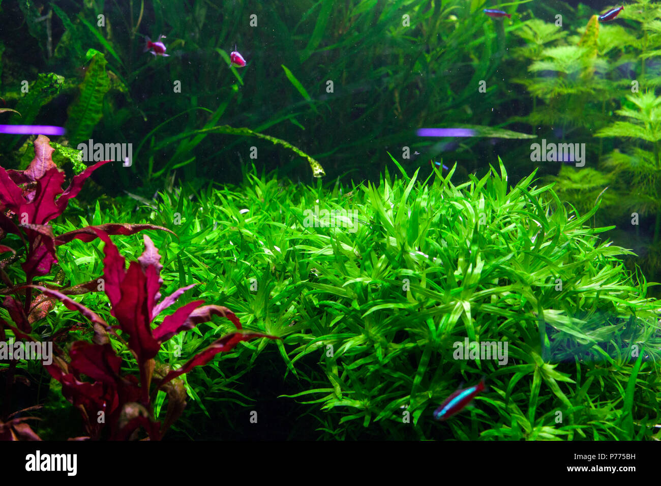 Blue algae underwater sea hi-res stock photography and images - Alamy