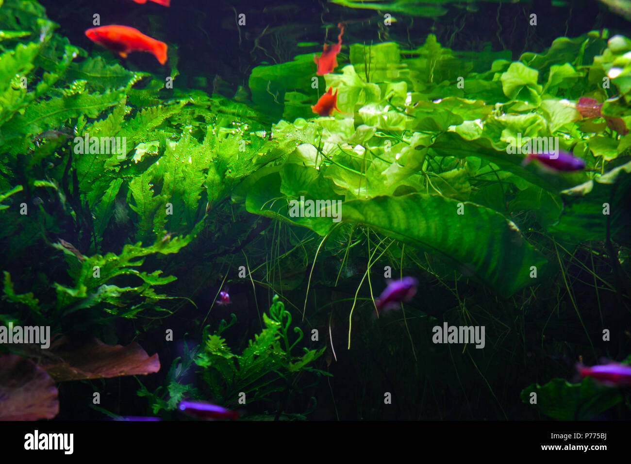 Freshwater fish underwater grass hi-res stock photography and images ...