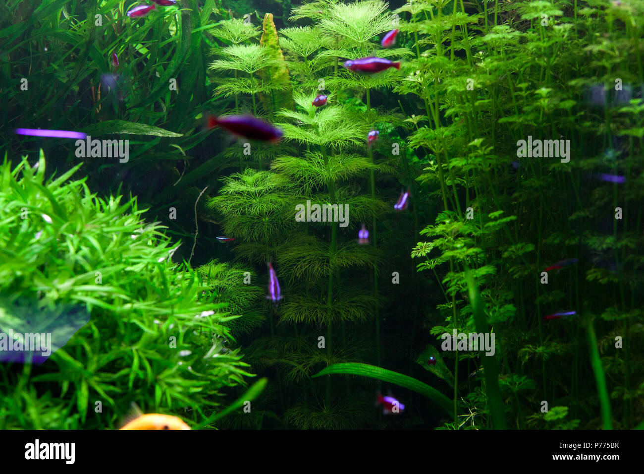 Beautiful underwater world close up. Green algae in the aquarium Stock ...