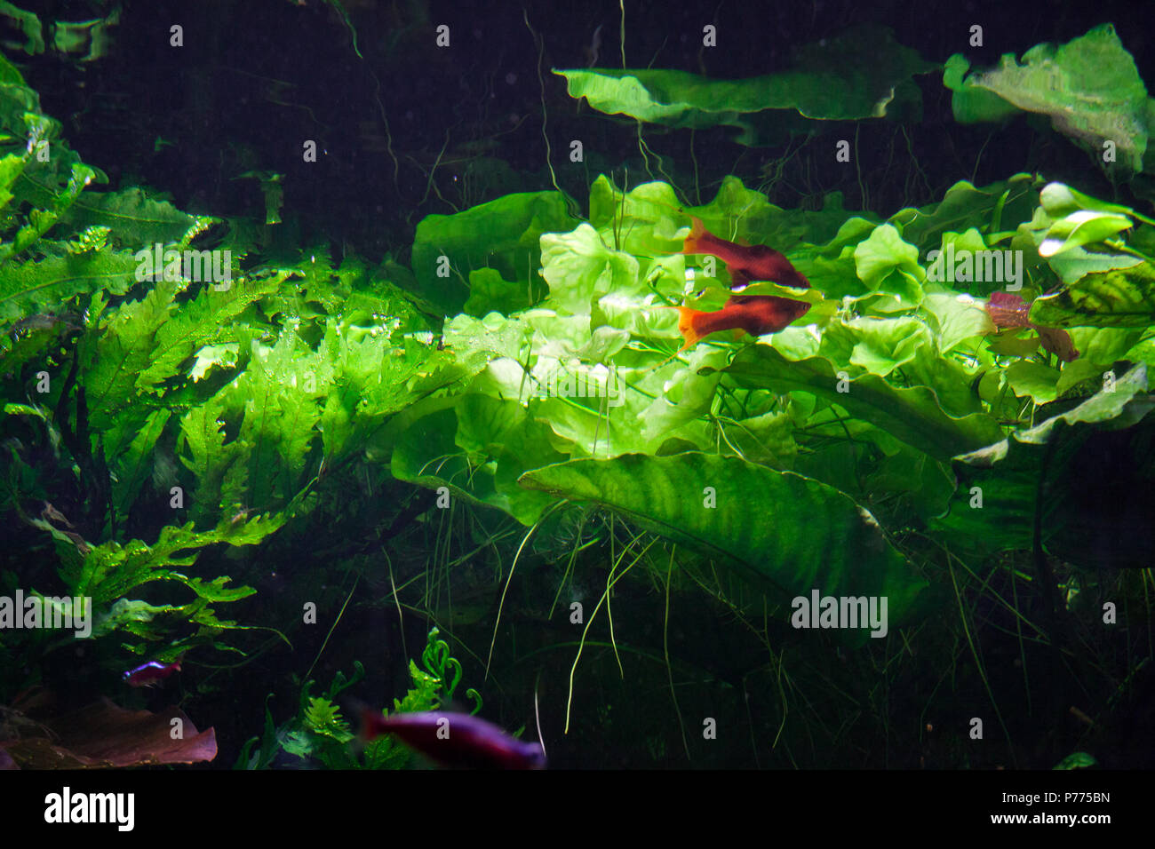 Small fish swim under water among algae Stock Photo - Alamy
