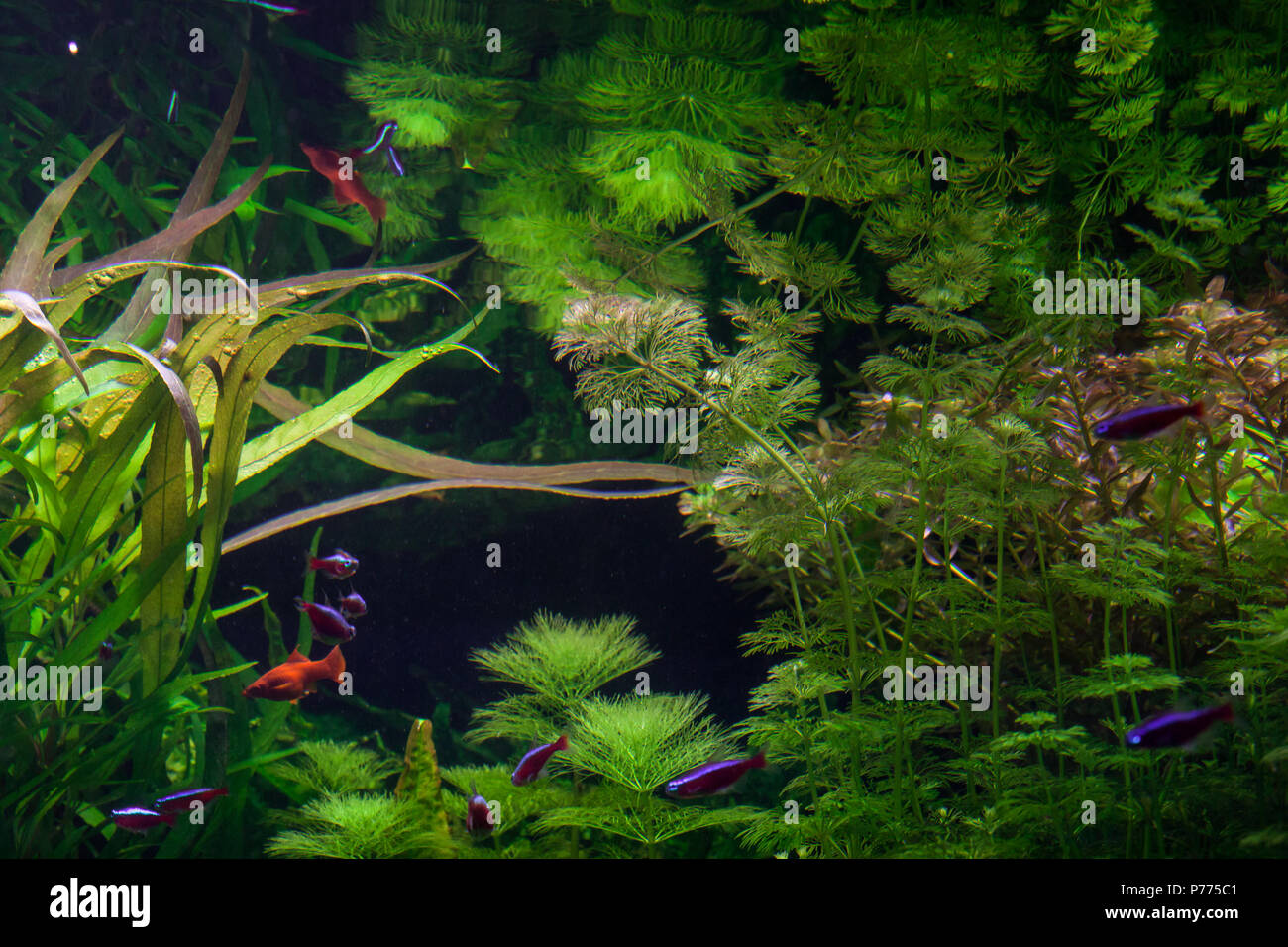 Beautiful small fish floating under the water among green algae Stock ...