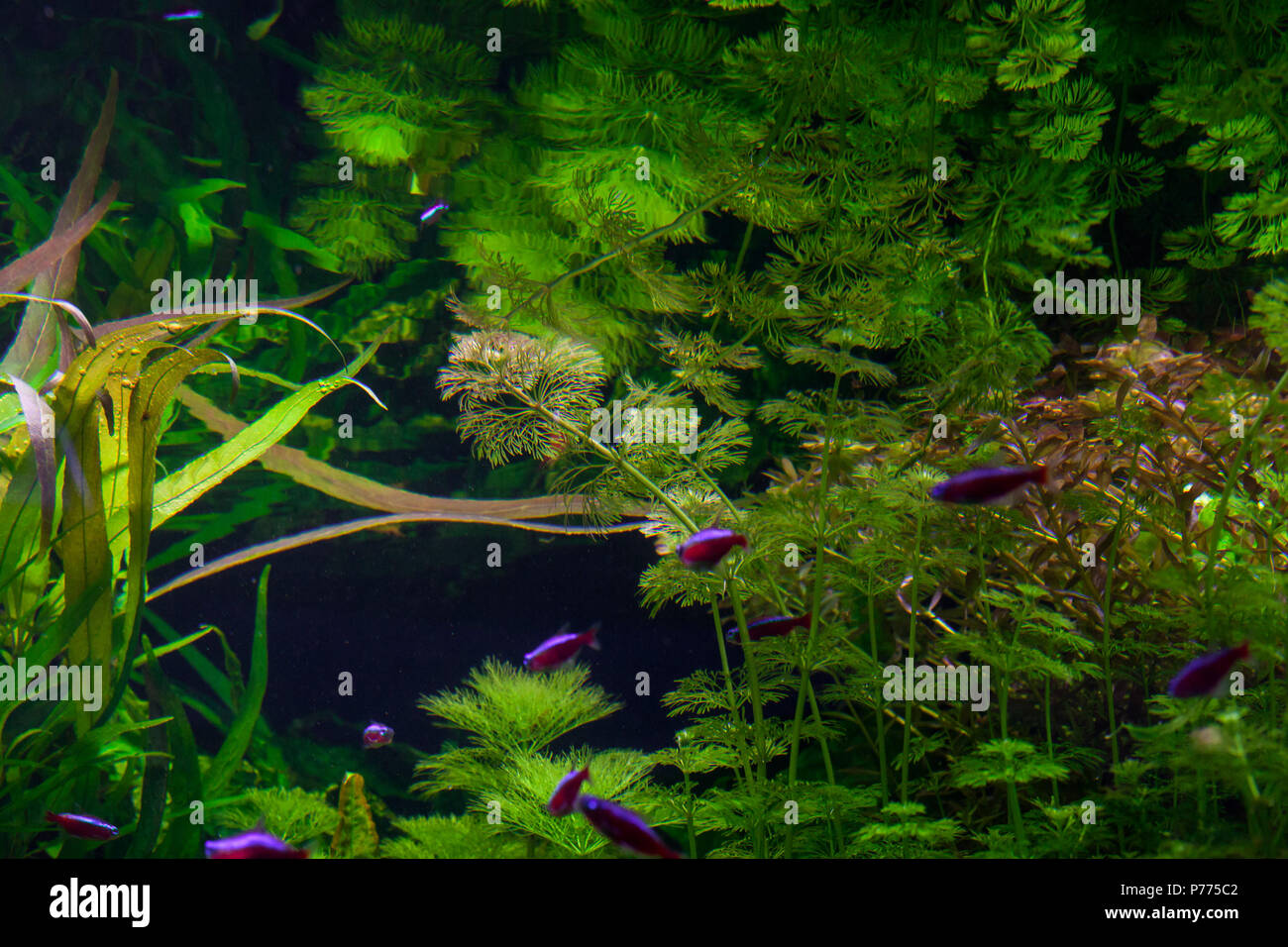 Many beautiful green algae under the water close up Stock Photo - Alamy