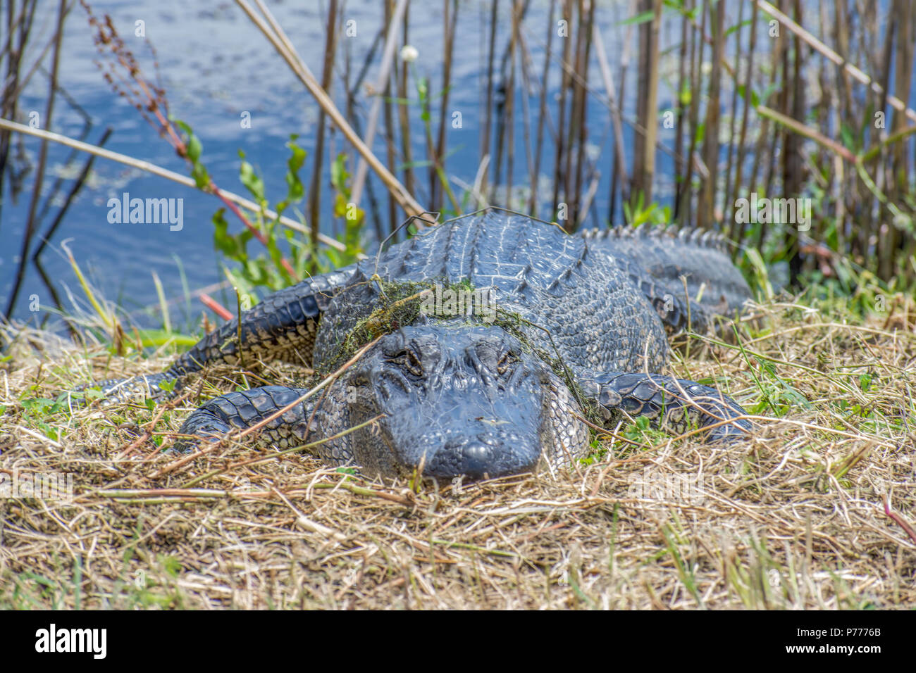 Anahuac national wildlife refuge hi-res stock photography and images ...