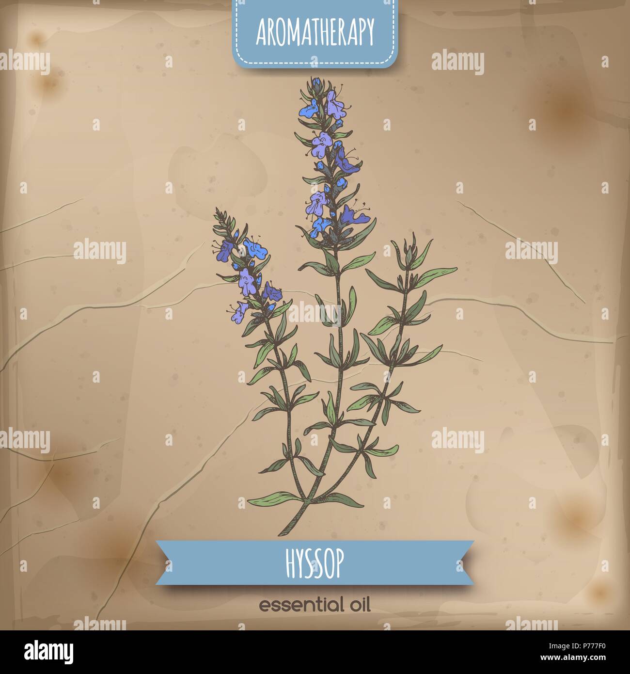 Hyssop Hyssopus Officinalis Stock Vector Images Alamy