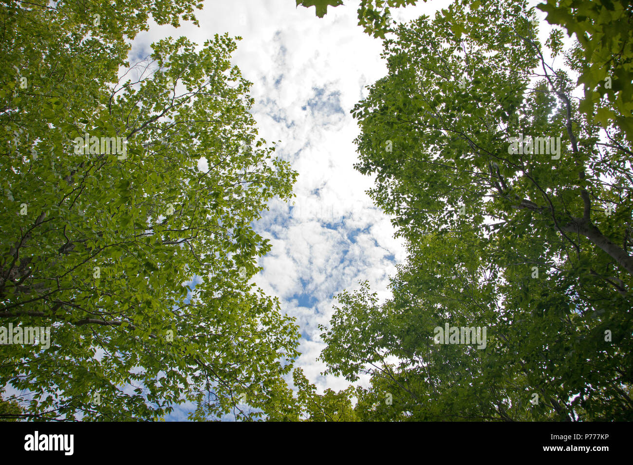 Puffy leaves hi-res stock photography and images - Alamy
