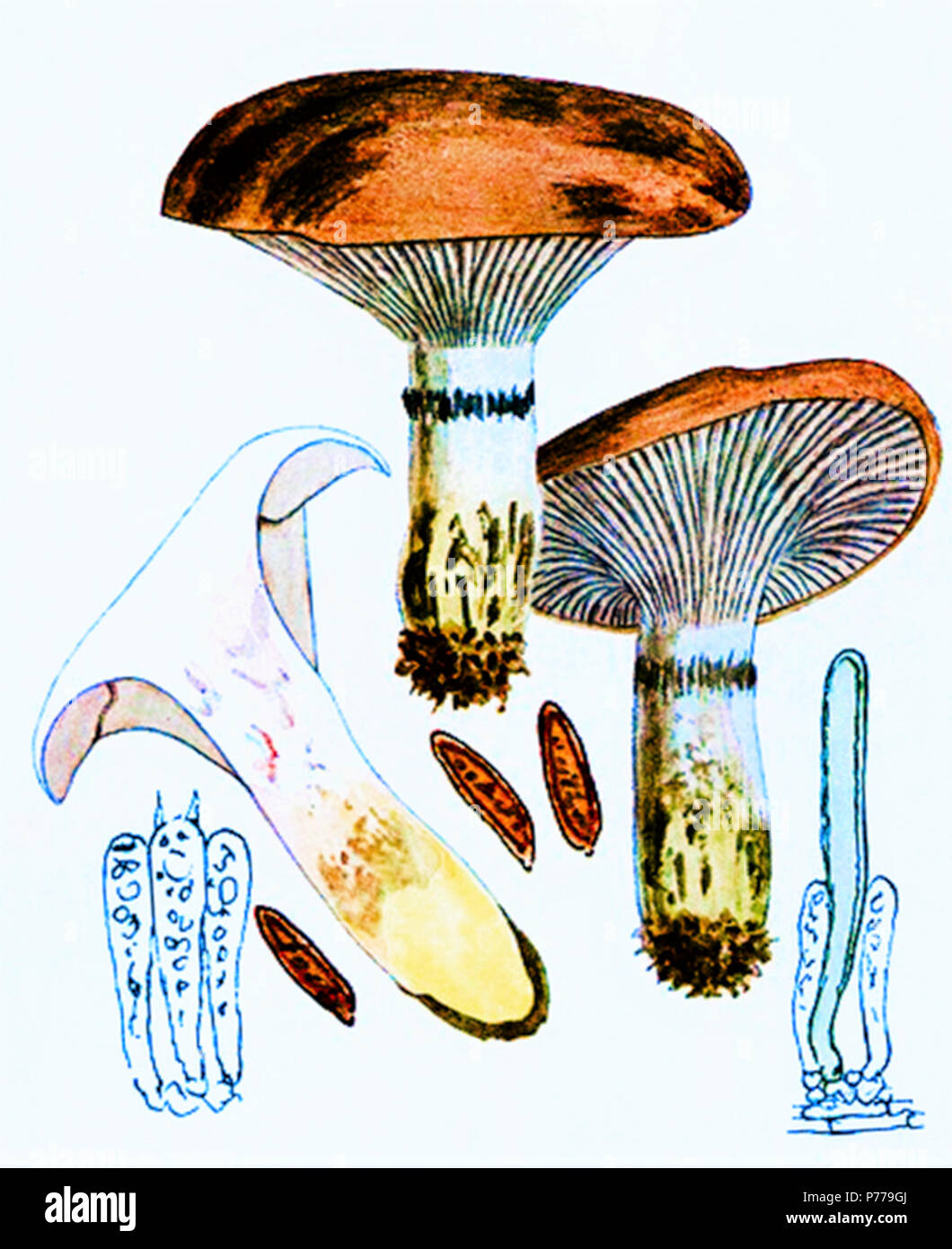 Gomphidius hi-res stock photography and images - Alamy