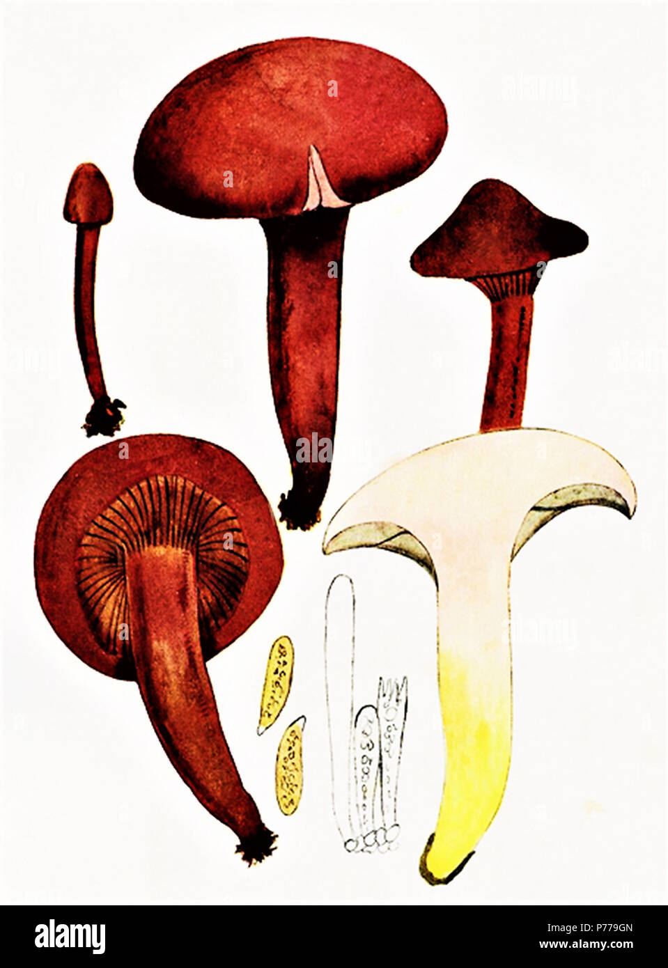 Gomphidius hi-res stock photography and images - Alamy