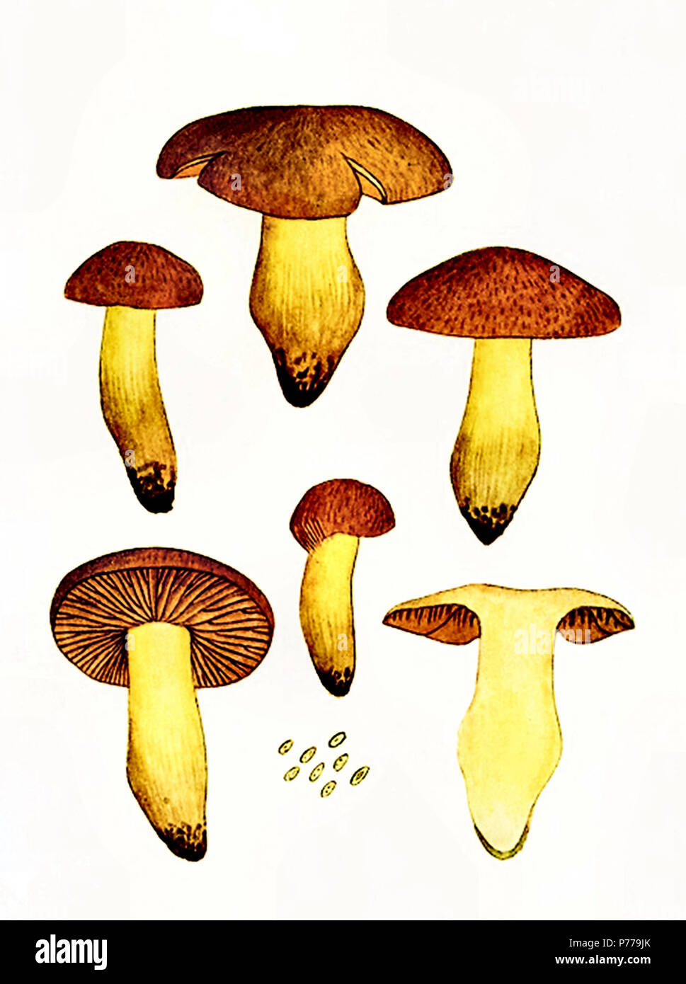 Cortinarius Orellanus