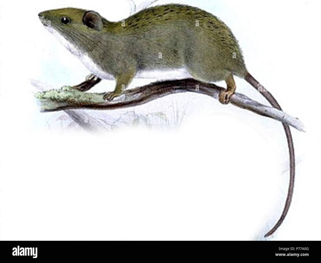 Mammal diversity collection hi-res stock photography and images - Alamy