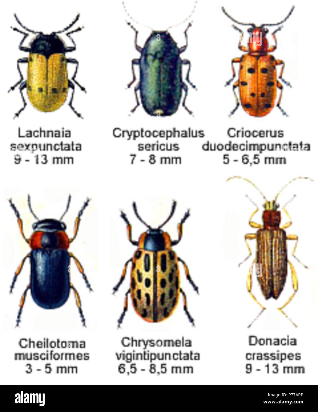 Chrysomelidae beetles hi-res stock photography and images - Alamy