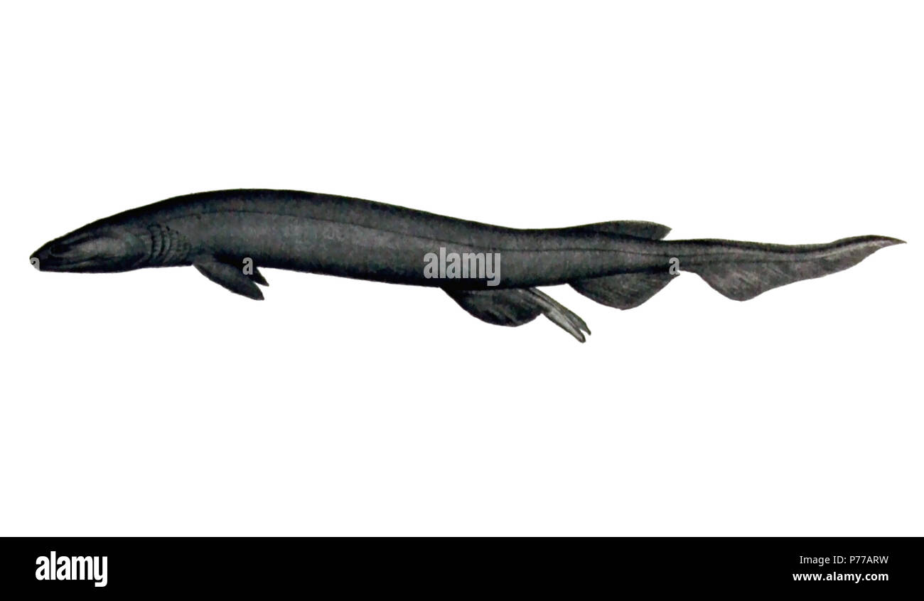 17 Chlamydoselachus anguineus 1906 Stock Photo - Alamy