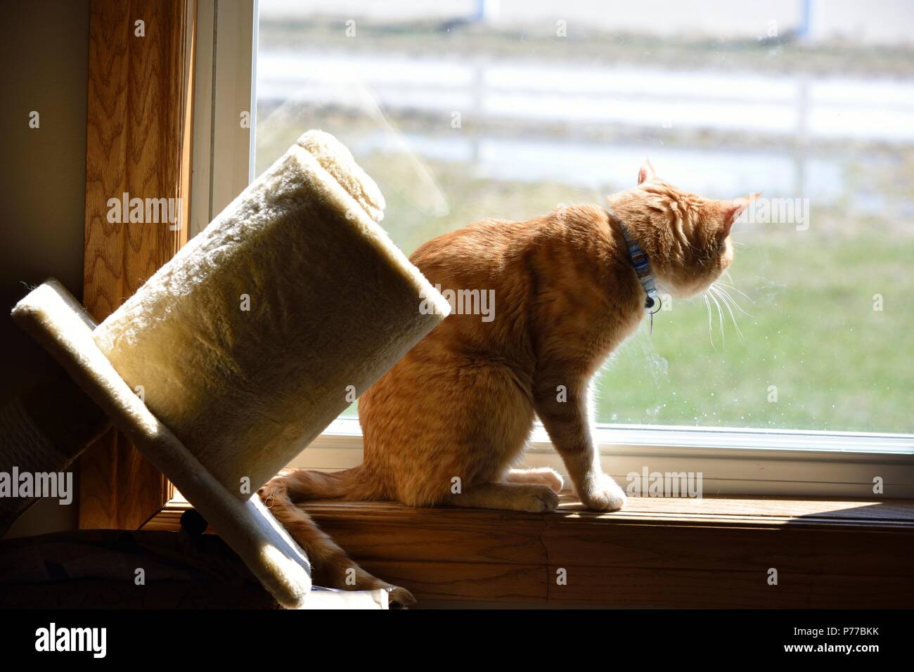 Ginger tabby cat in window hi-res stock photography and images - Alamy