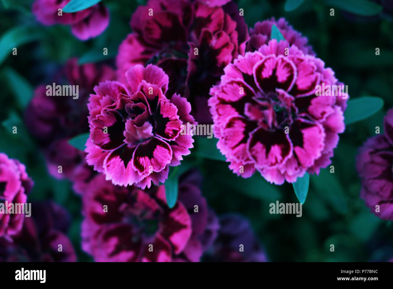 Beautyflower hi-res stock photography and images - Alamy
