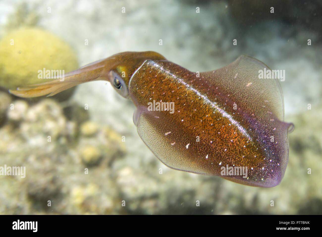Translucent squid hi-res stock photography and images - Alamy