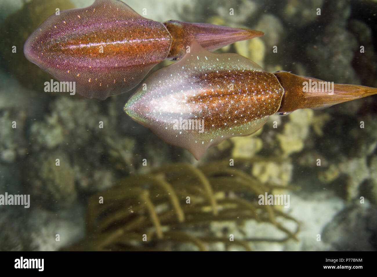 Translucent squid hi-res stock photography and images - Alamy