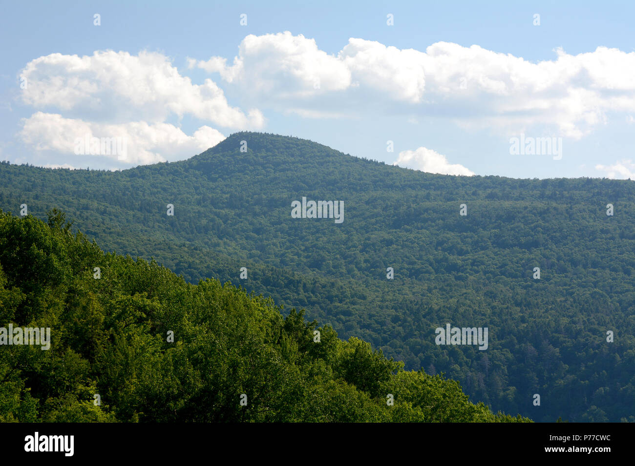 Kaaterskill Wild Forest In the Catskill Mountains Stock Photo - Alamy