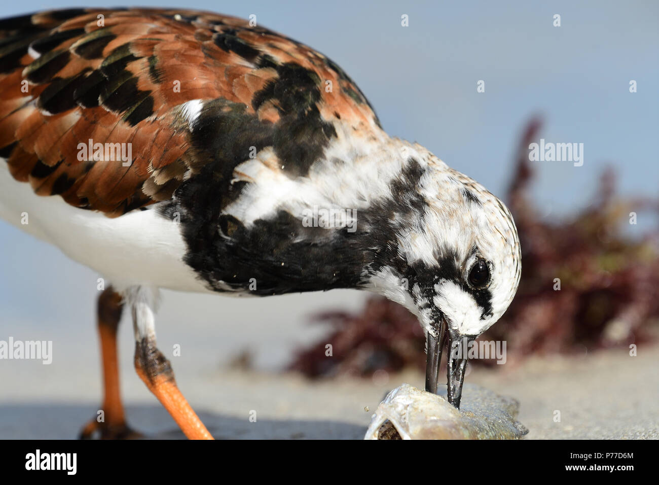Low angle view of a ruddy turnstone eating a fish on the beach Stock ...