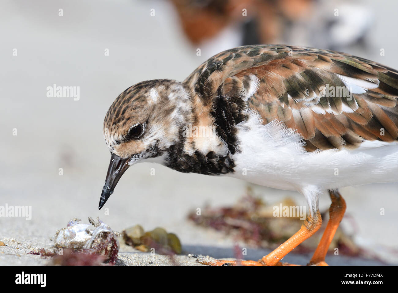 Low angle view of a ruddy turnstone eating a fish on the beach Stock ...