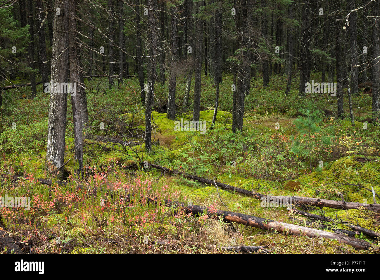Scraggly pine trees hi-res stock photography and images - Alamy