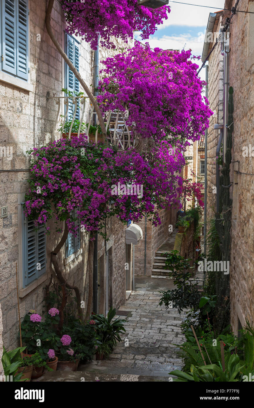 Bougainvillea hvar croatia hi-res stock photography and images - Alamy