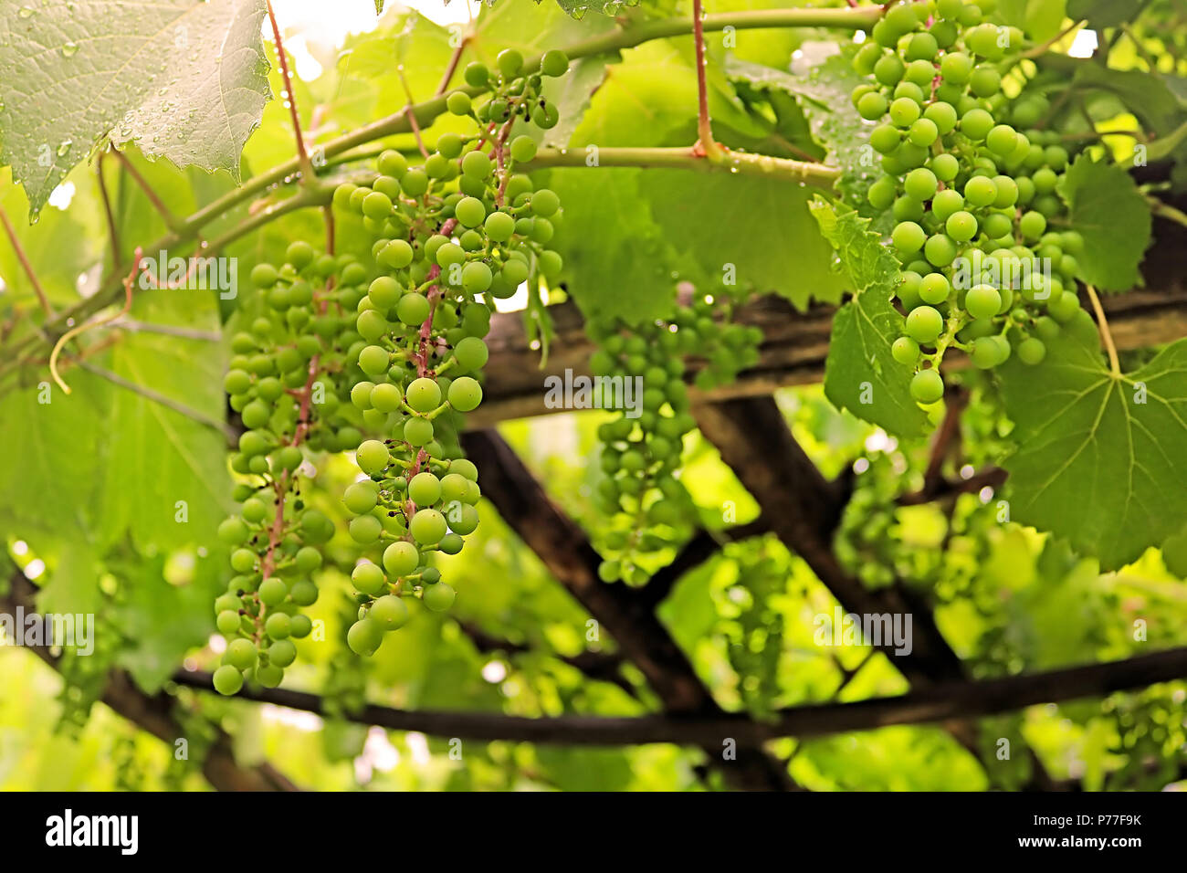 Immature bunches of grapes in the summer after the rain Stock Photo - Alamy