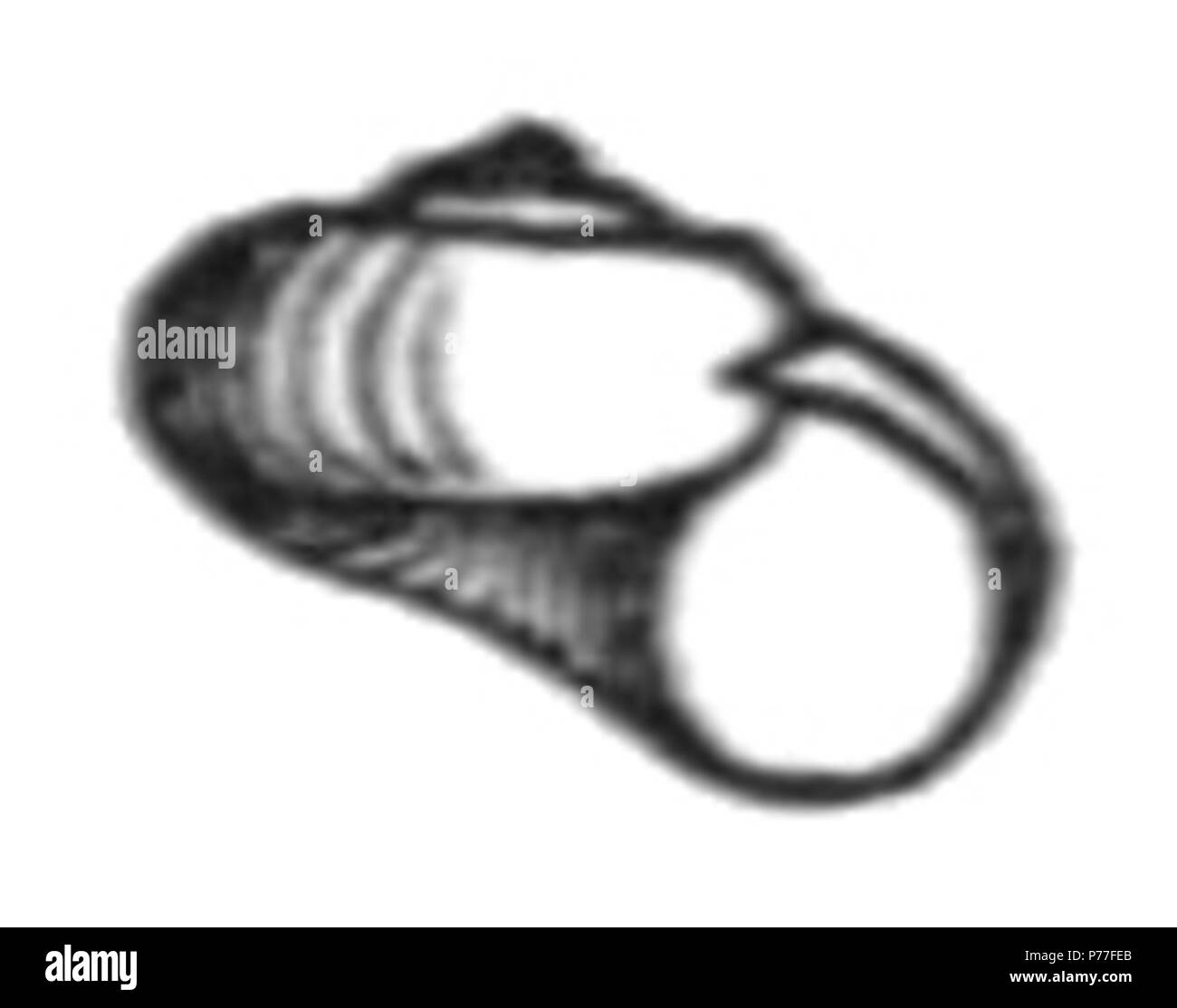 English: a simple drawing of the shell of Valvata lewisi . 1905 60 ...