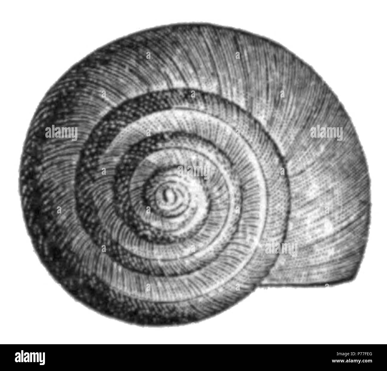 English: Drawing of the apical view of the shell of Valvata utahensis ...