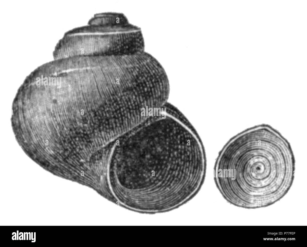 English: Drawing of the apertural view of the shell of Valvata ...