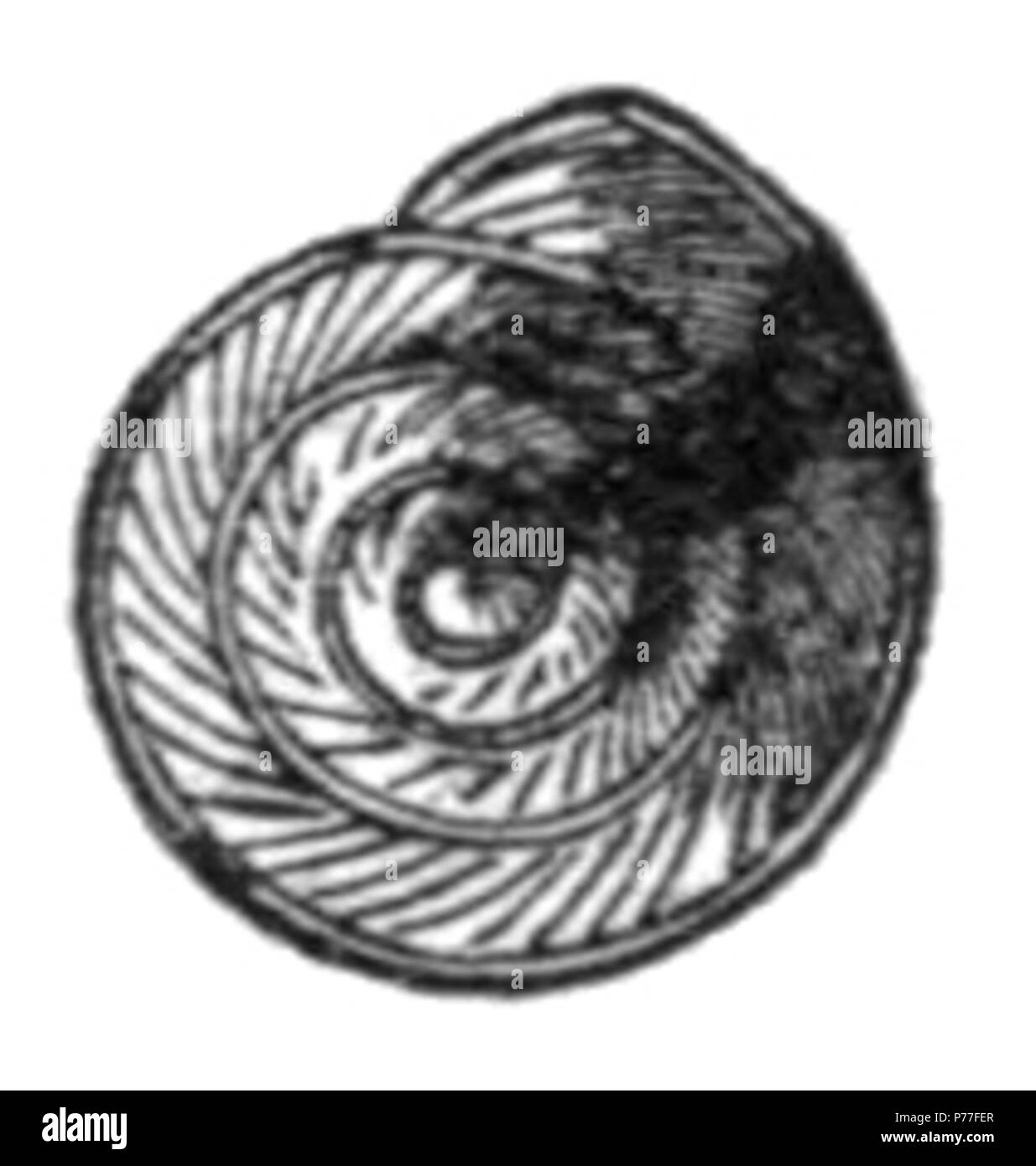 English: drawing of the operculum of Valvata virens . 1905 60 Valvata ...