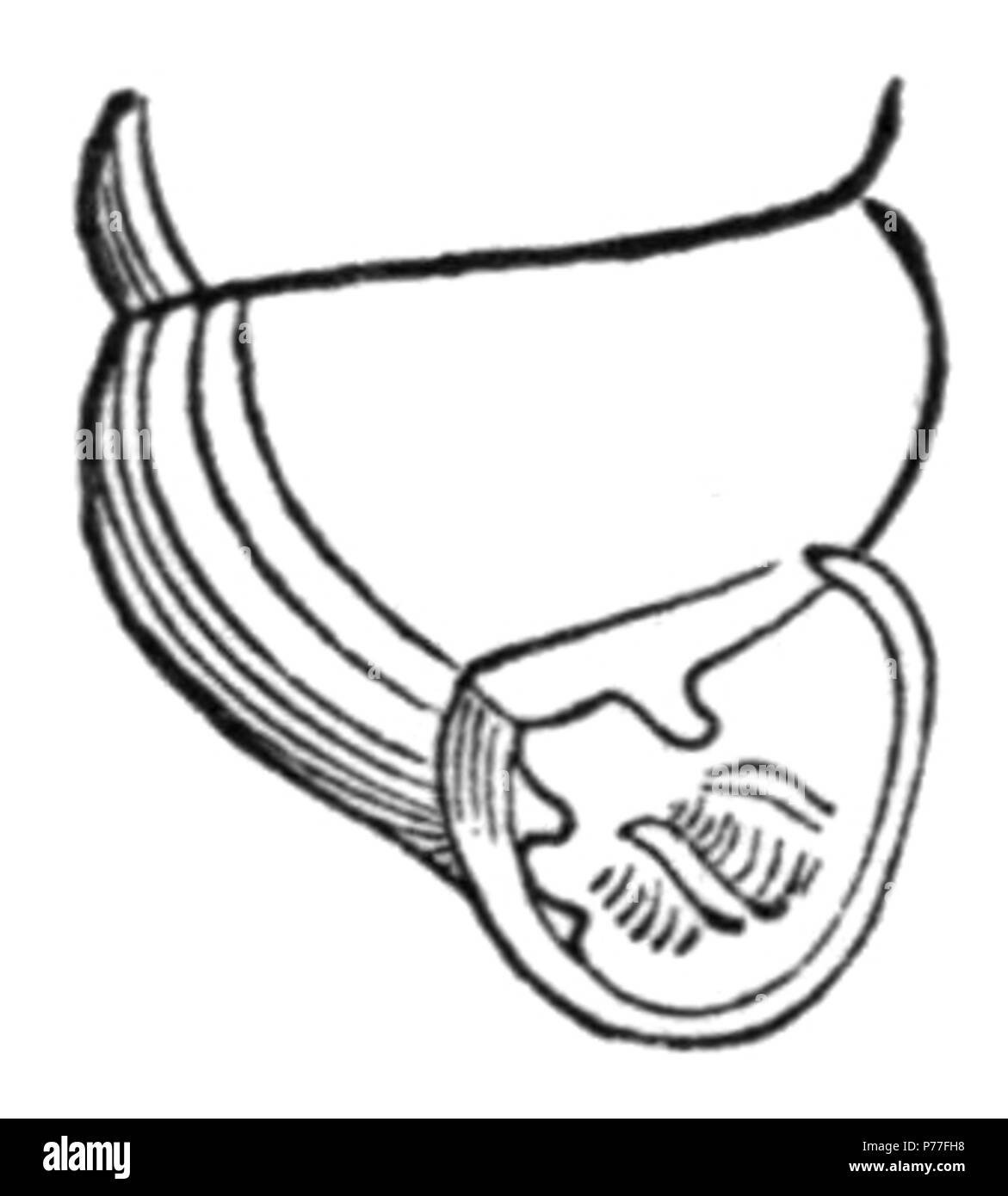 English: drawing of the aperture of the shell of Vertigo bollesiana ...