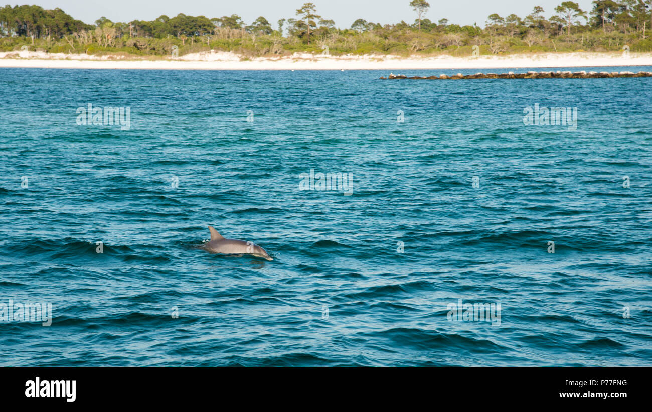 bottlenose dolphin following our boat out of harbour Stock Photo - Alamy