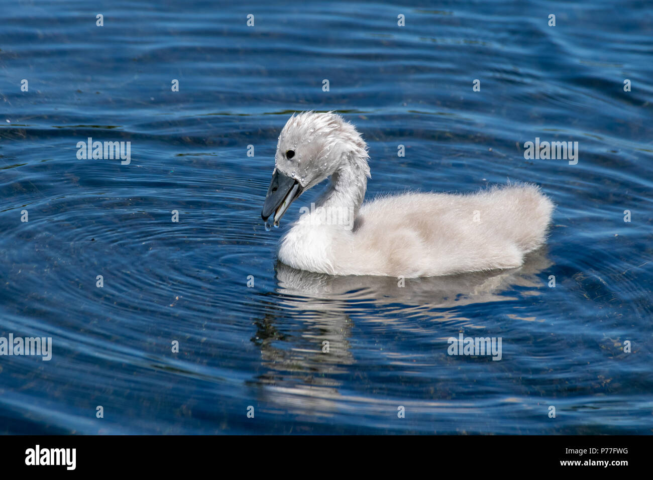 Cygnet small wings hi-res stock photography and images - Alamy