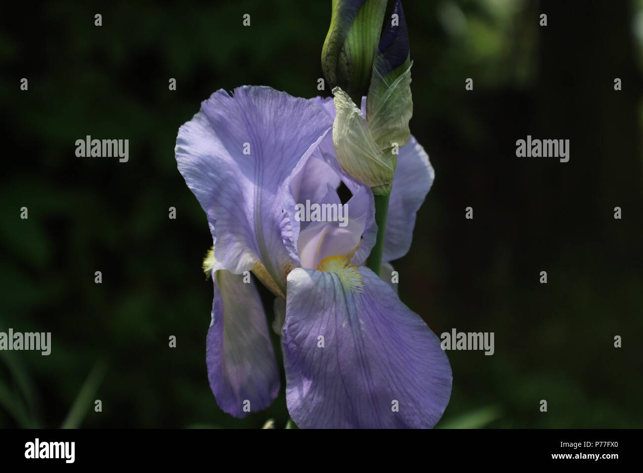 Iris greek goddess hi-res stock photography and images - Alamy
