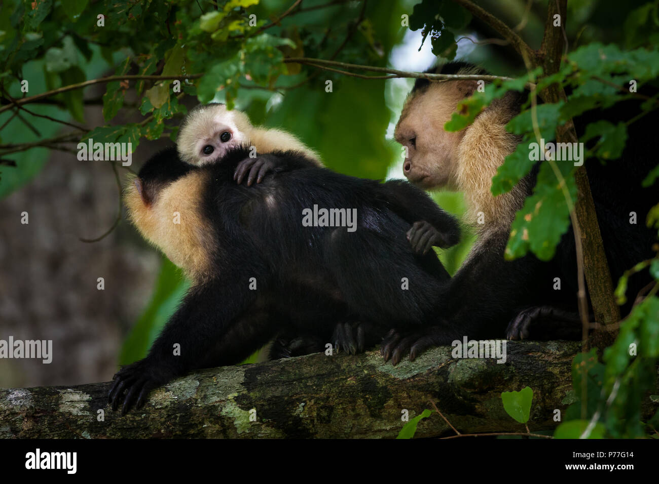 Capuchin baby hi-res stock photography and images - Alamy
