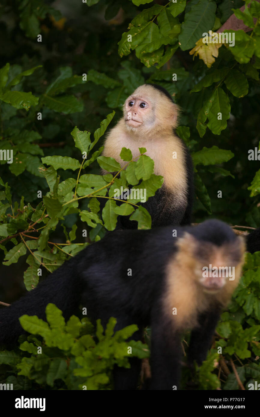 Capuchin monkey habitat hi-res stock photography and images - Alamy
