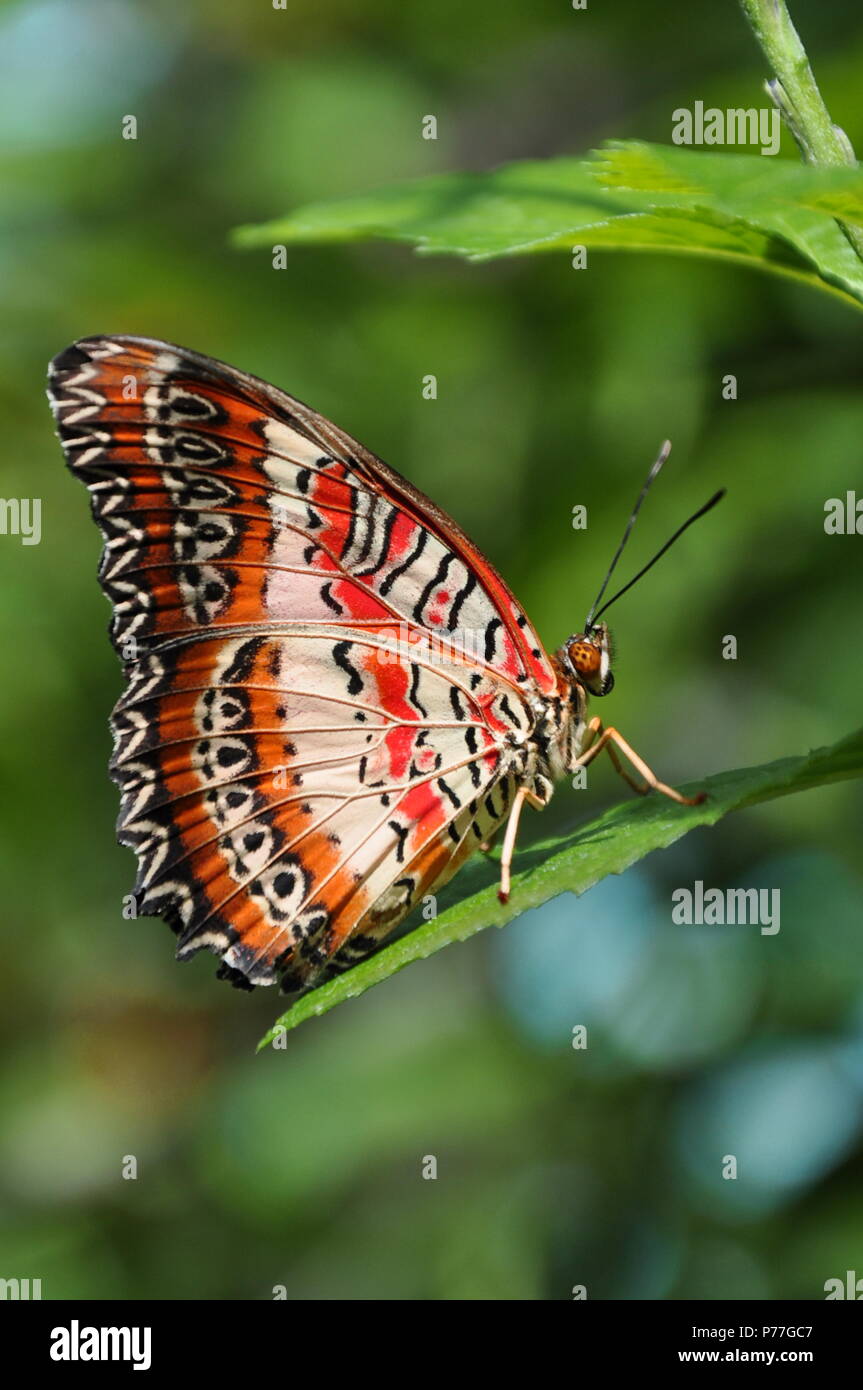 A Red Lacewing butterfly lands in the gardens Stock Photo - Alamy