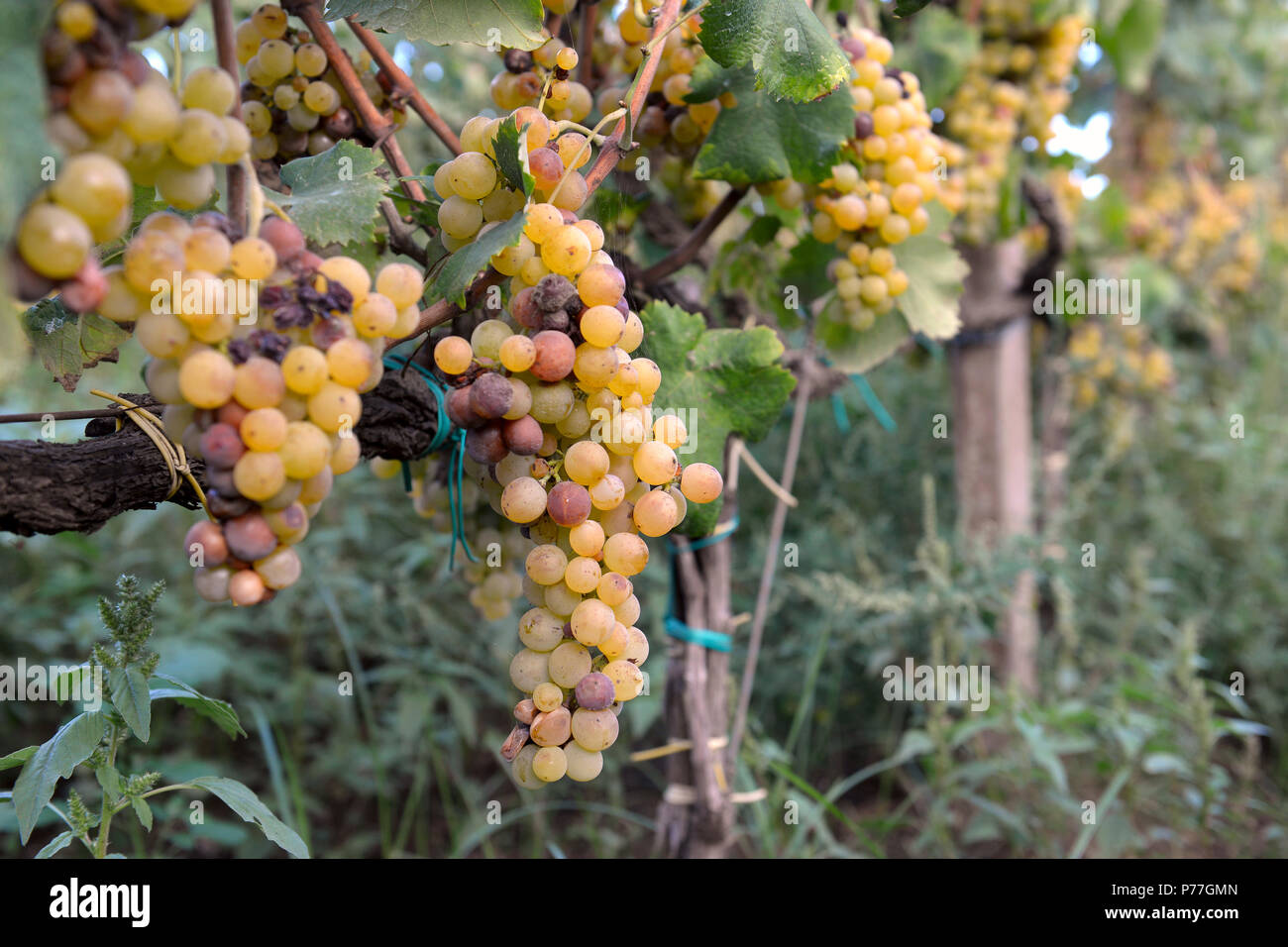 muscat grapes on the vine Stock Photo - Alamy