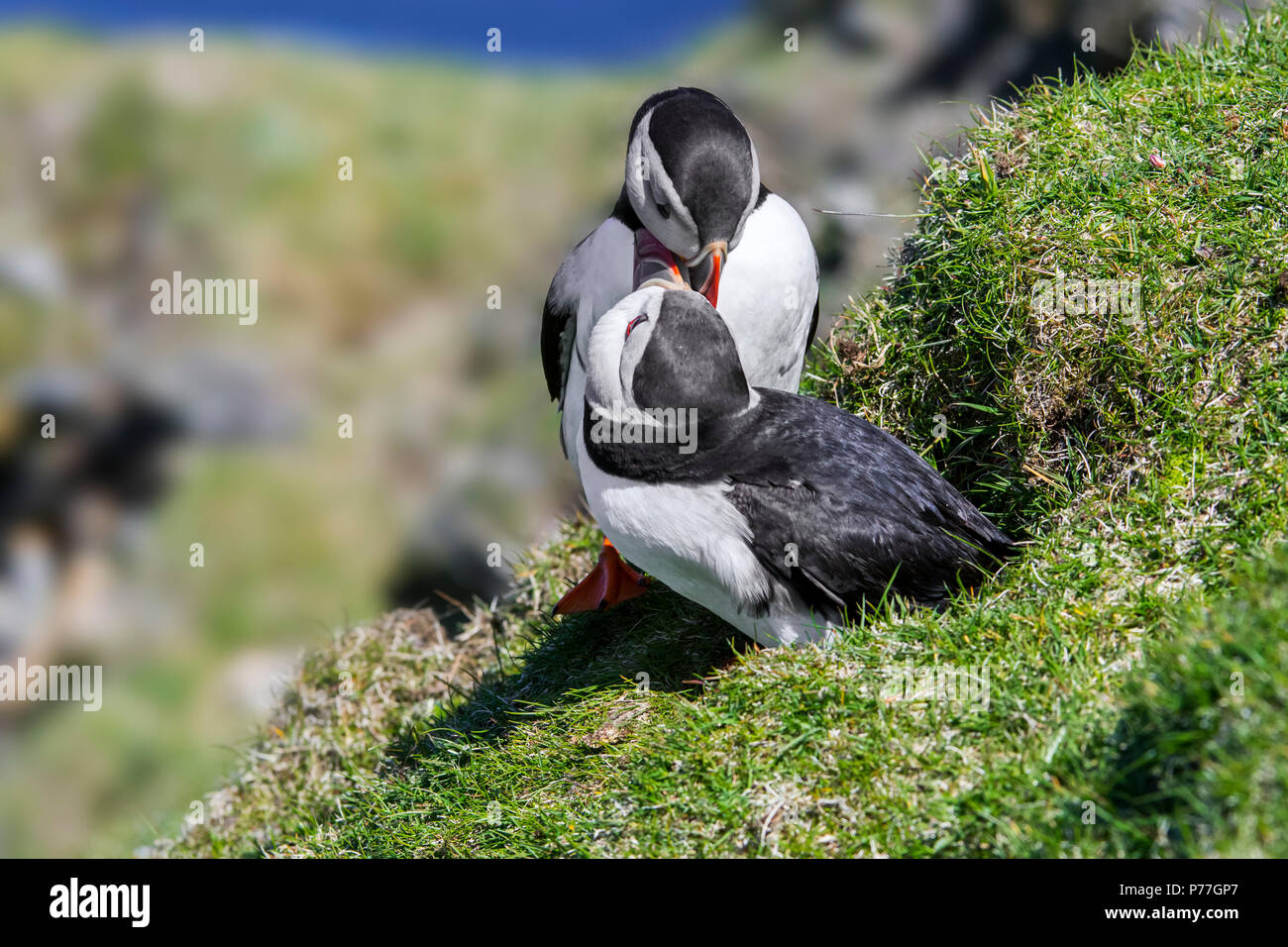 Puffins rubbing beaks hi-res stock photography and images - Alamy
