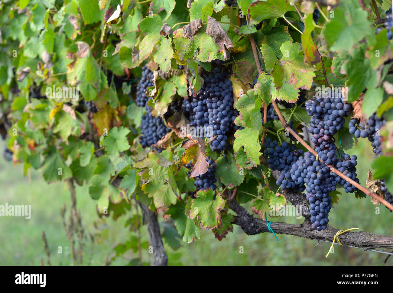Merlot grapes hi-res stock photography and images - Alamy