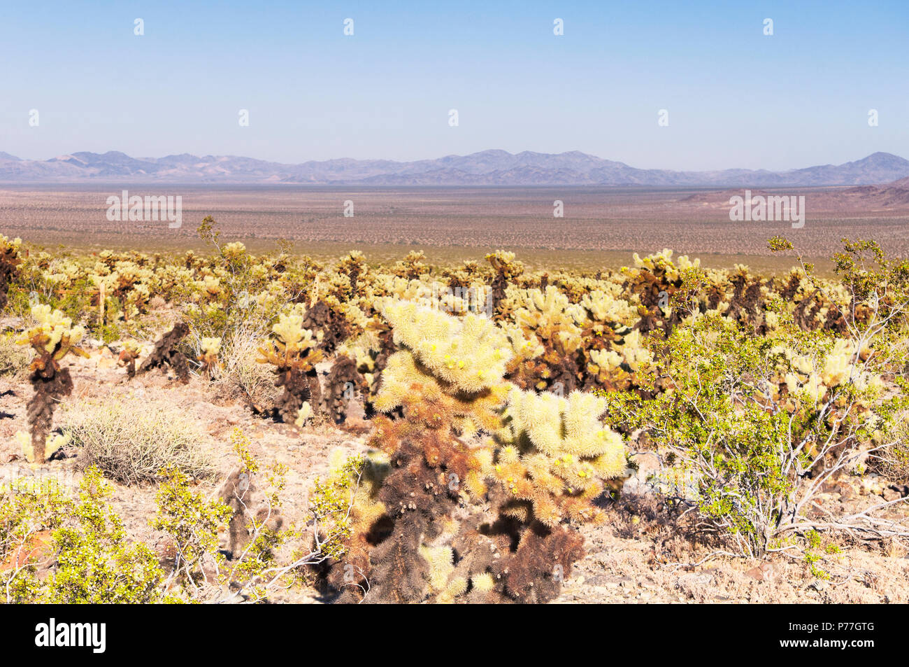 The mountains within Joshua Tree National Park in Pinto Basin in sunny ...