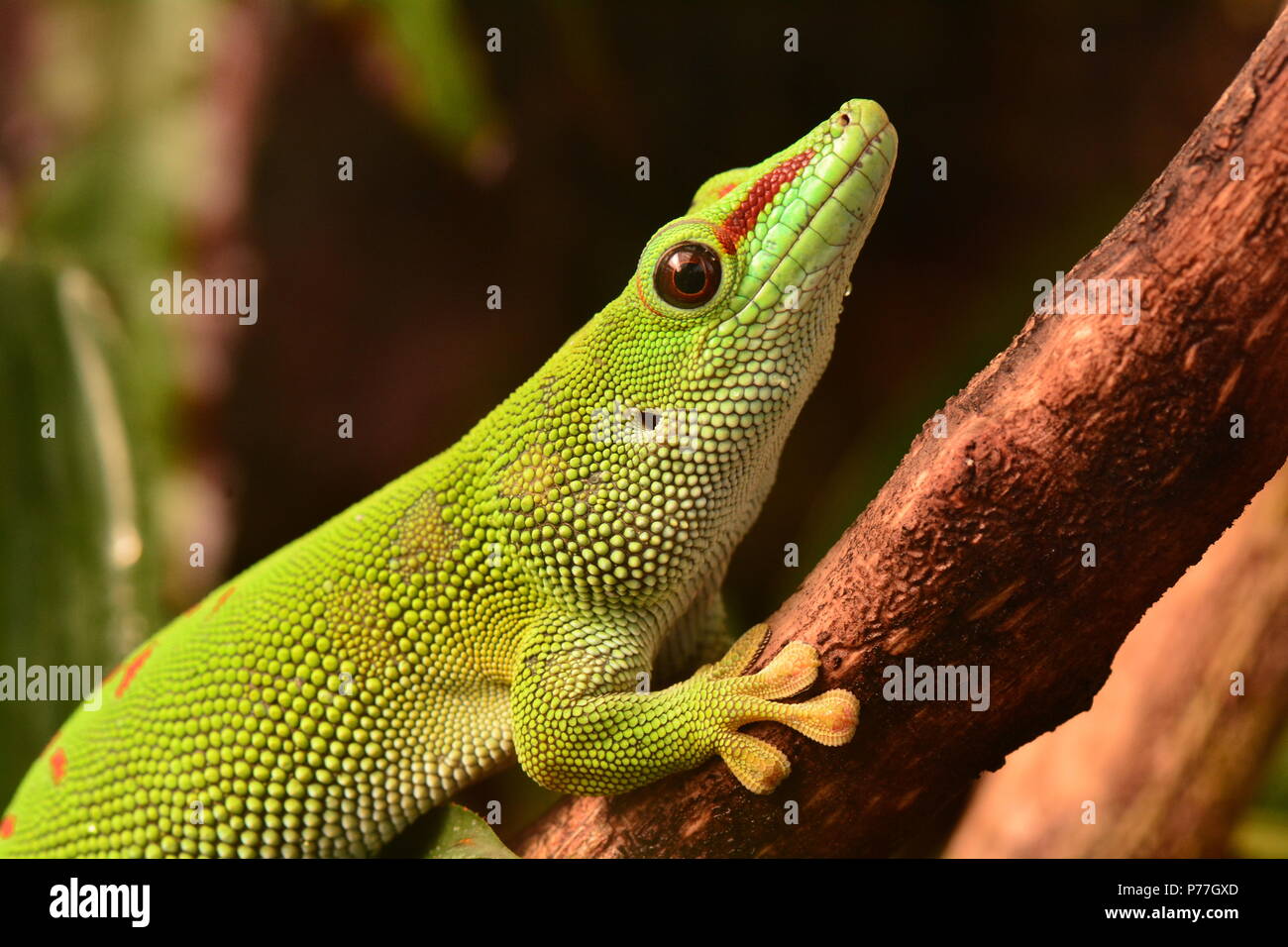 Madagascar day gecko standing still Stock Photo - Alamy