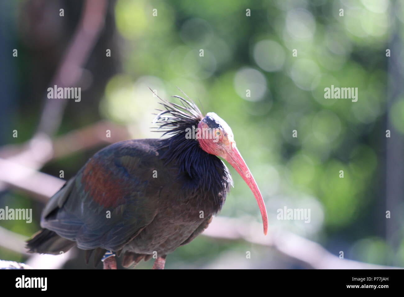 Bald ibis colony hi-res stock photography and images - Alamy