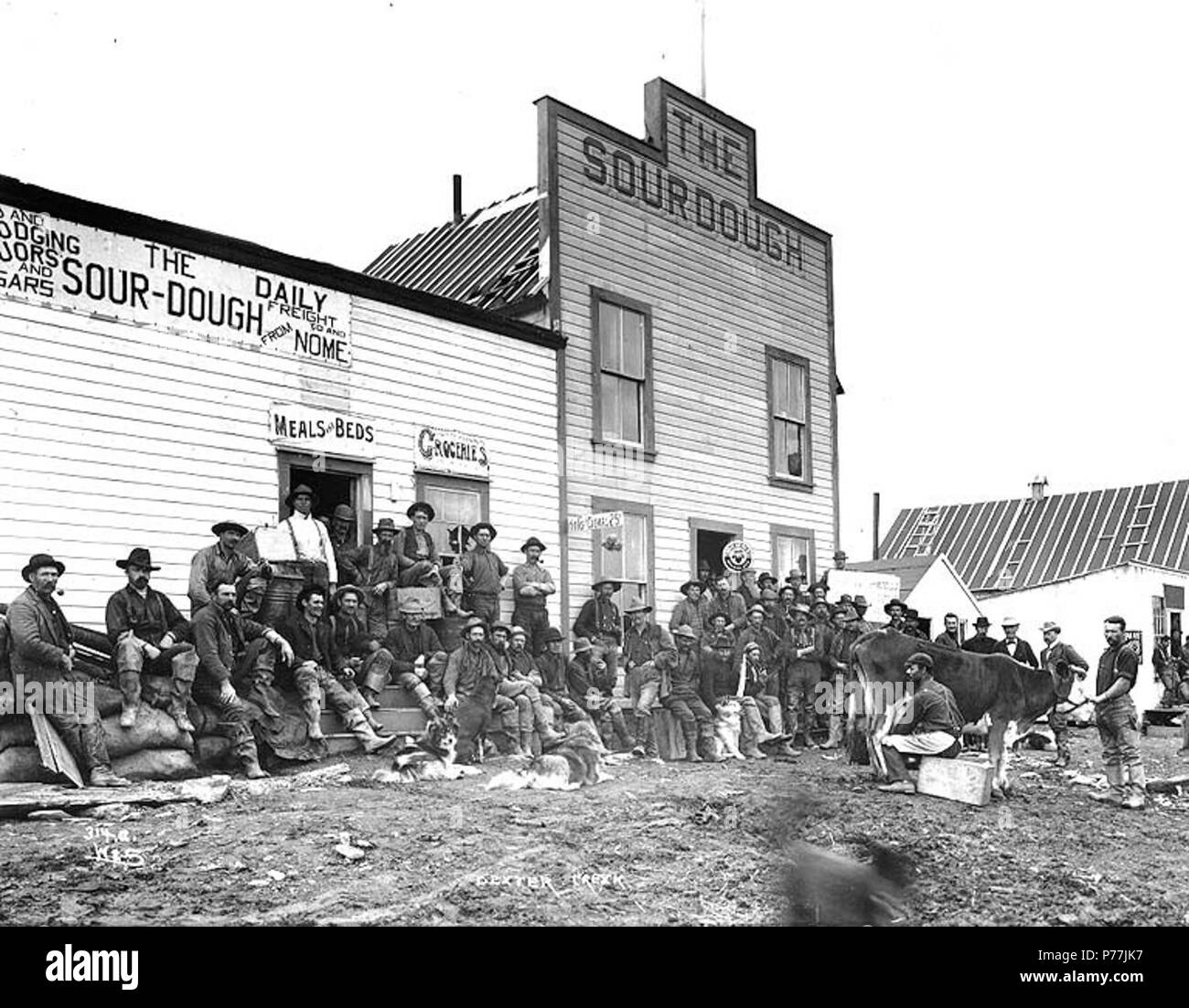 Dexter cow cow Black and White Stock Photos & Images - Alamy