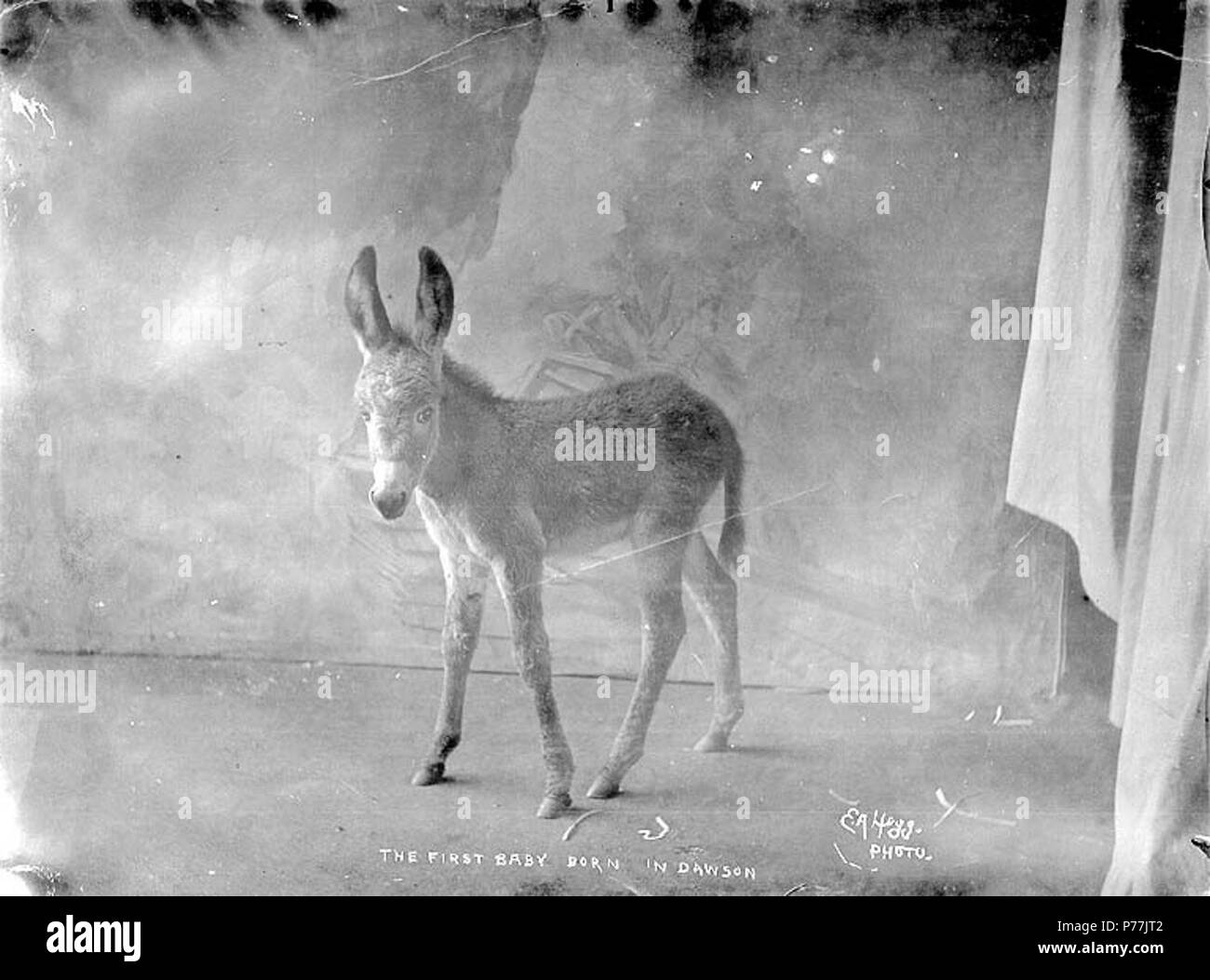 . English: Studio portrait of donkey, Dawson, Yukon Territory, ca. 1899 ...