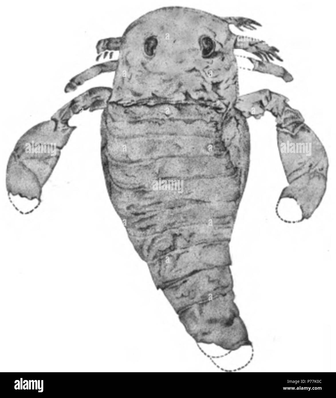 The Eurypterida of New York. Volume 1. New York State Museum Memoir 14 ...