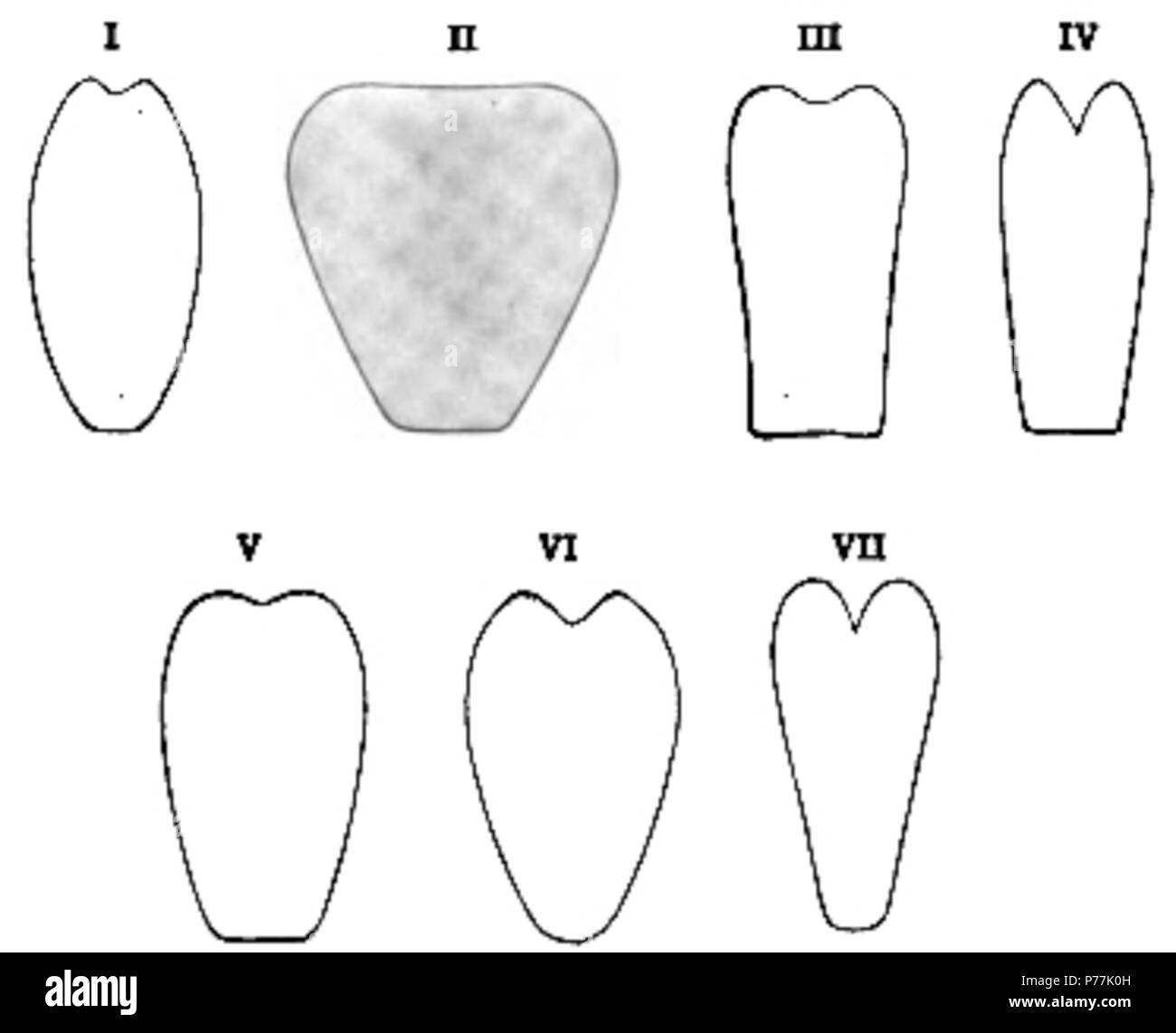Slimonia Black and White Stock Photos & Images - Alamy