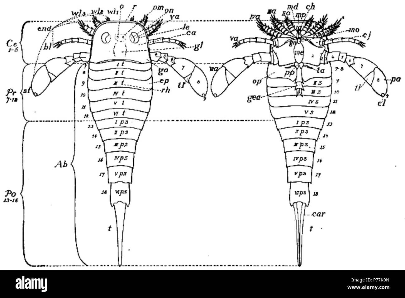 New species marine crustacean Black and White Stock Photos & Images - Alamy