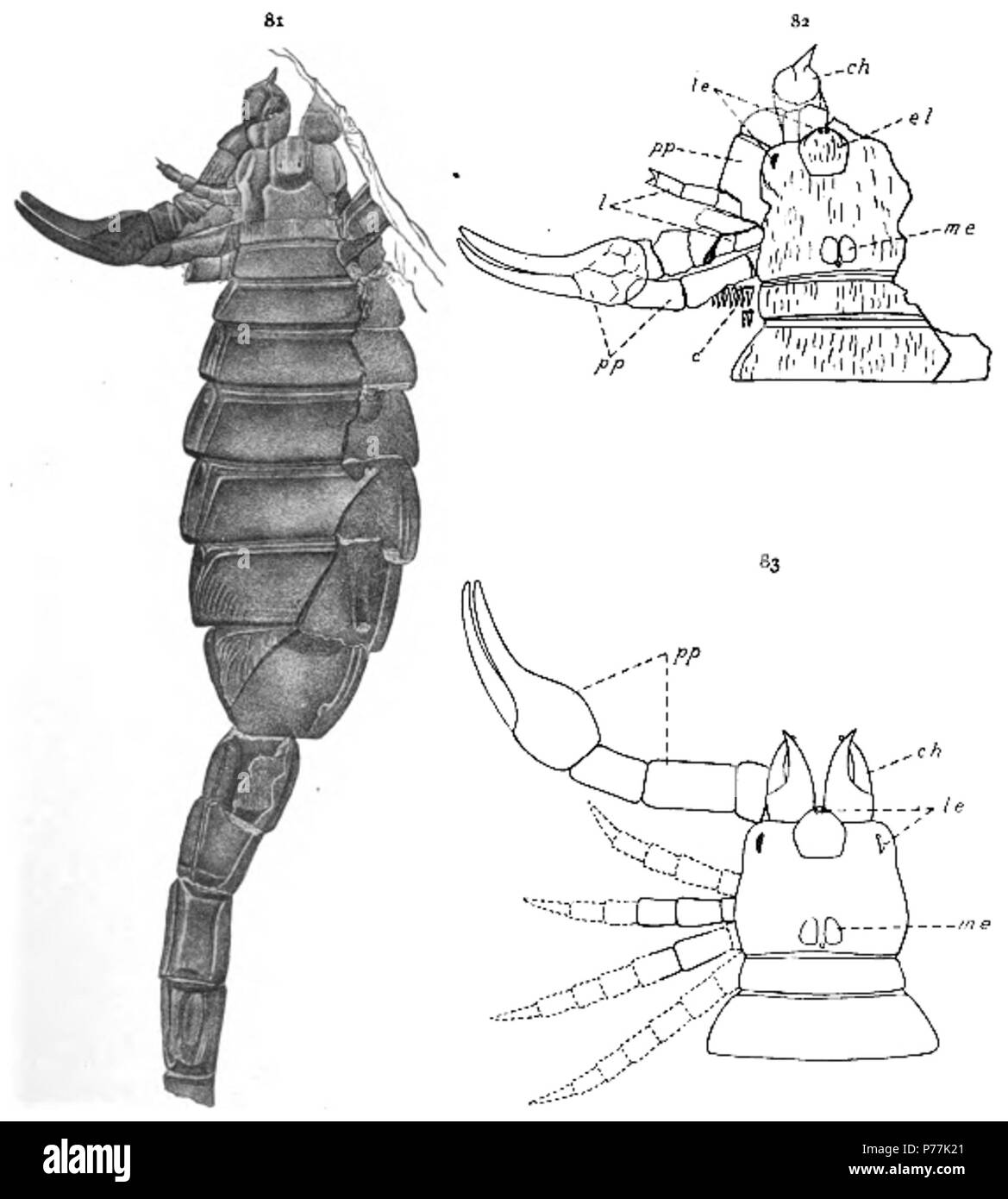 Figure 81 Black and White Stock Photos & Images - Alamy