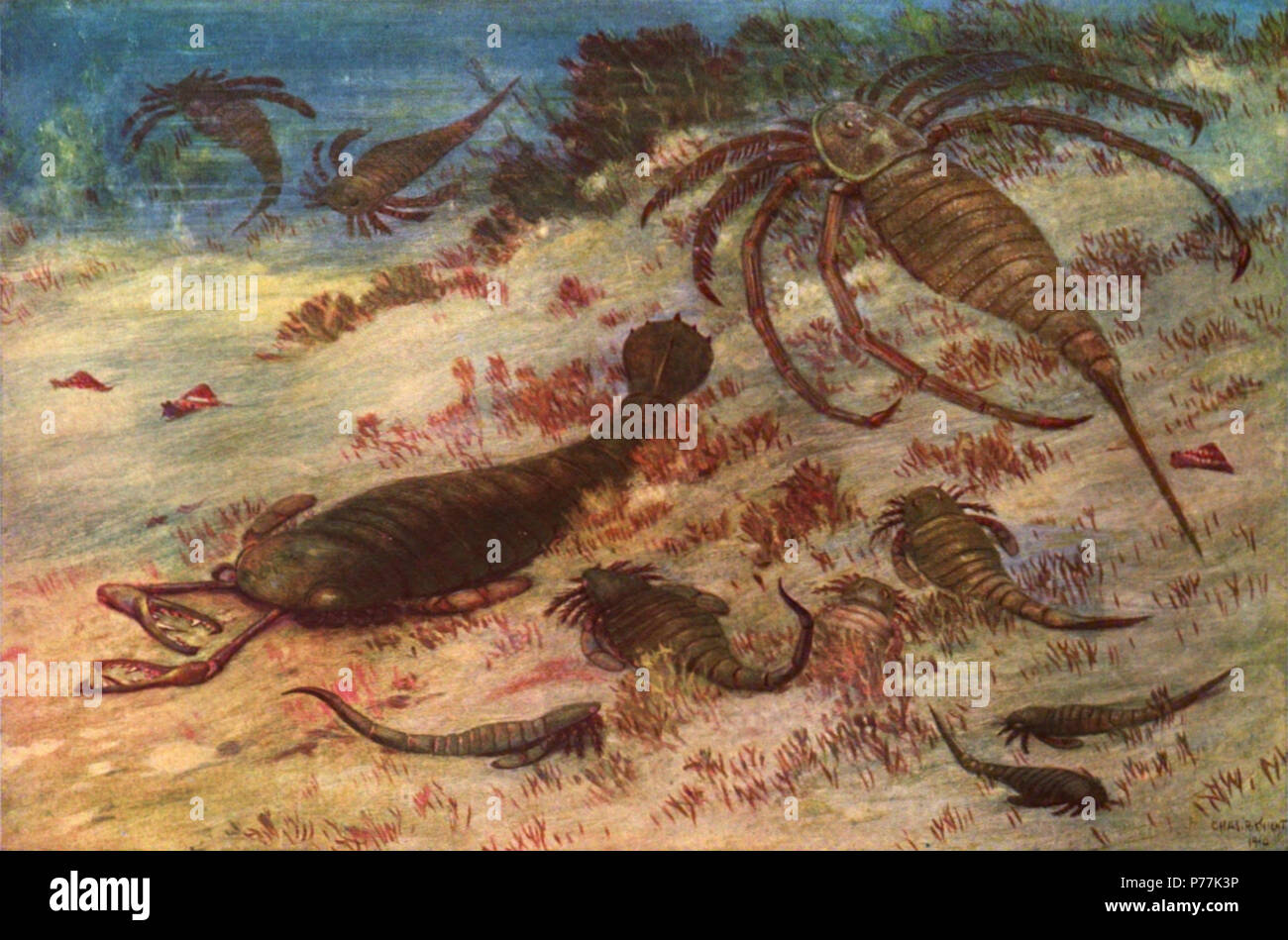 Pterygotus Vs Brontoscorpio
