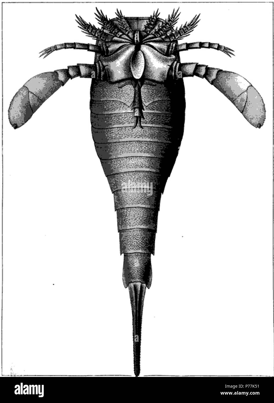The Eurypterida of New York. Volume 2. New York State Museum Memoir 14 ...